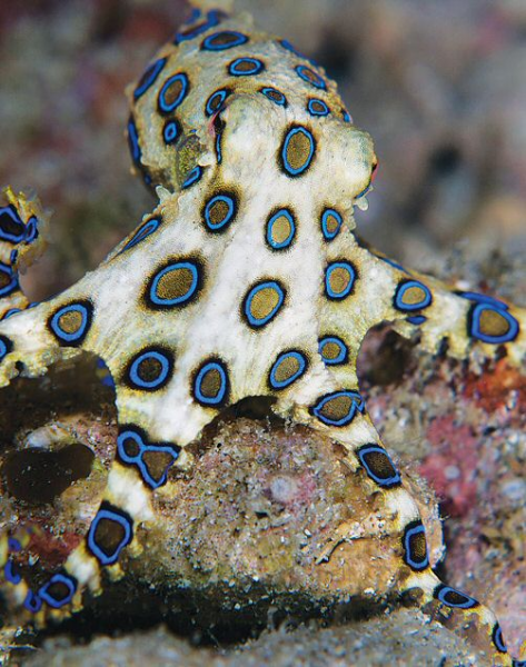 AVEEK- Blogs: The Blue Ringed Octopus