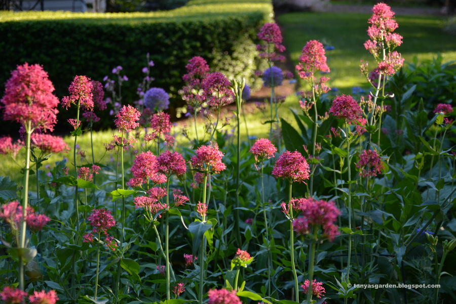 MySecretGarden: Some Pictures of My June Garden