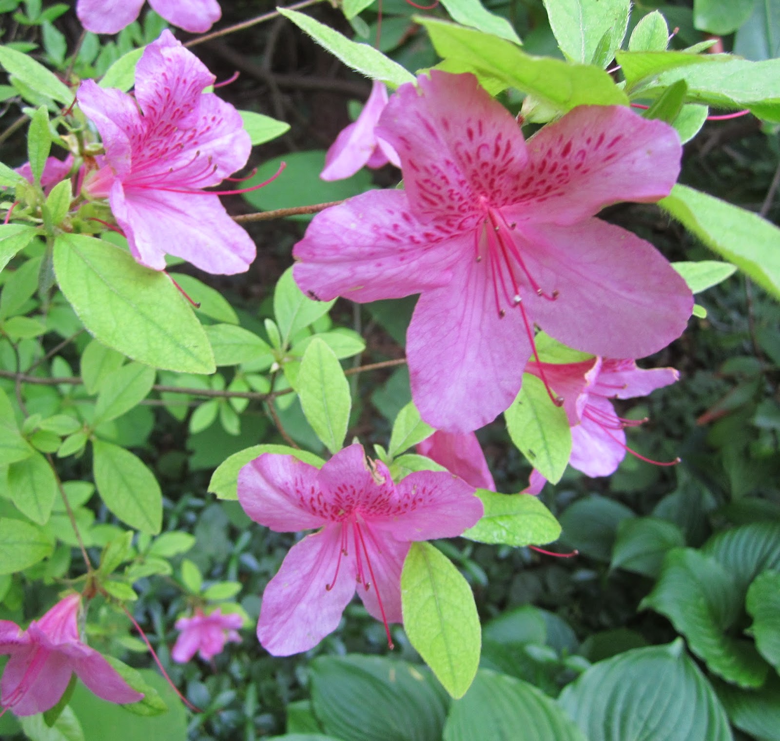 Jarvis House: Pretty in Pink Spring Flowering Shrubs 2014 in the Jarvis ...