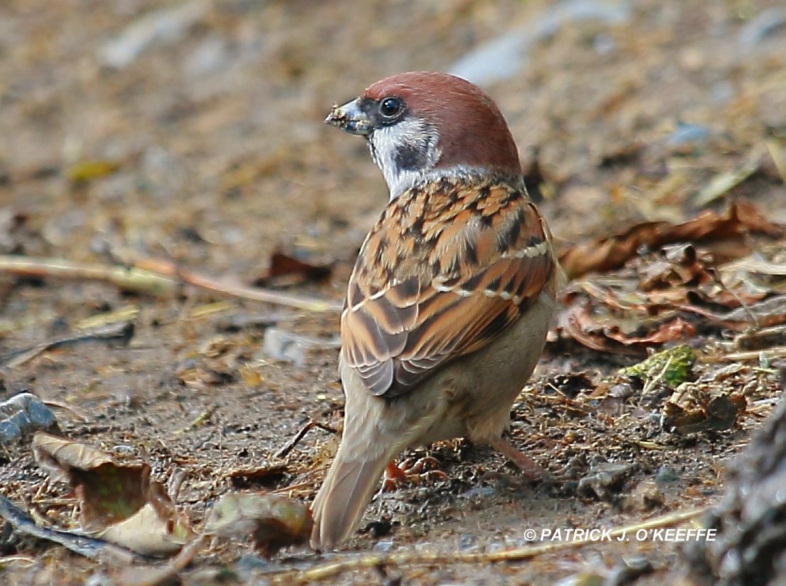 Raw Birds: EURASIAN TREE SPARROW (Passer montanus) Balbriggan, Fingal ...