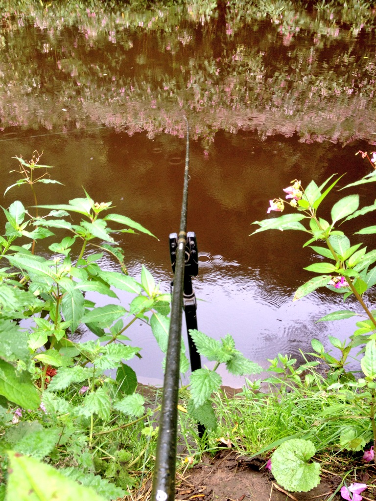 Danny's Angling Blog: River Tame Fishing: Sticking it out for a chub or two