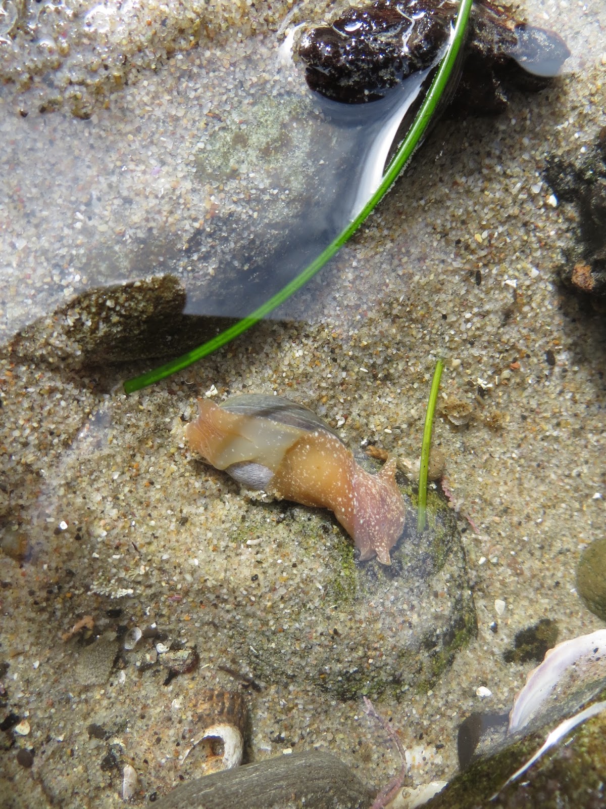 Malibu Lagoon tide pools after the rains, Malibu, CA - February 2017