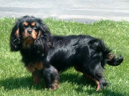 PSY: Cavalier King Charles Spaniel