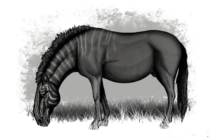 Dpaso - Caballo Peruano de Paso - Mamacona Lima: ¿Hubo caballos en ...