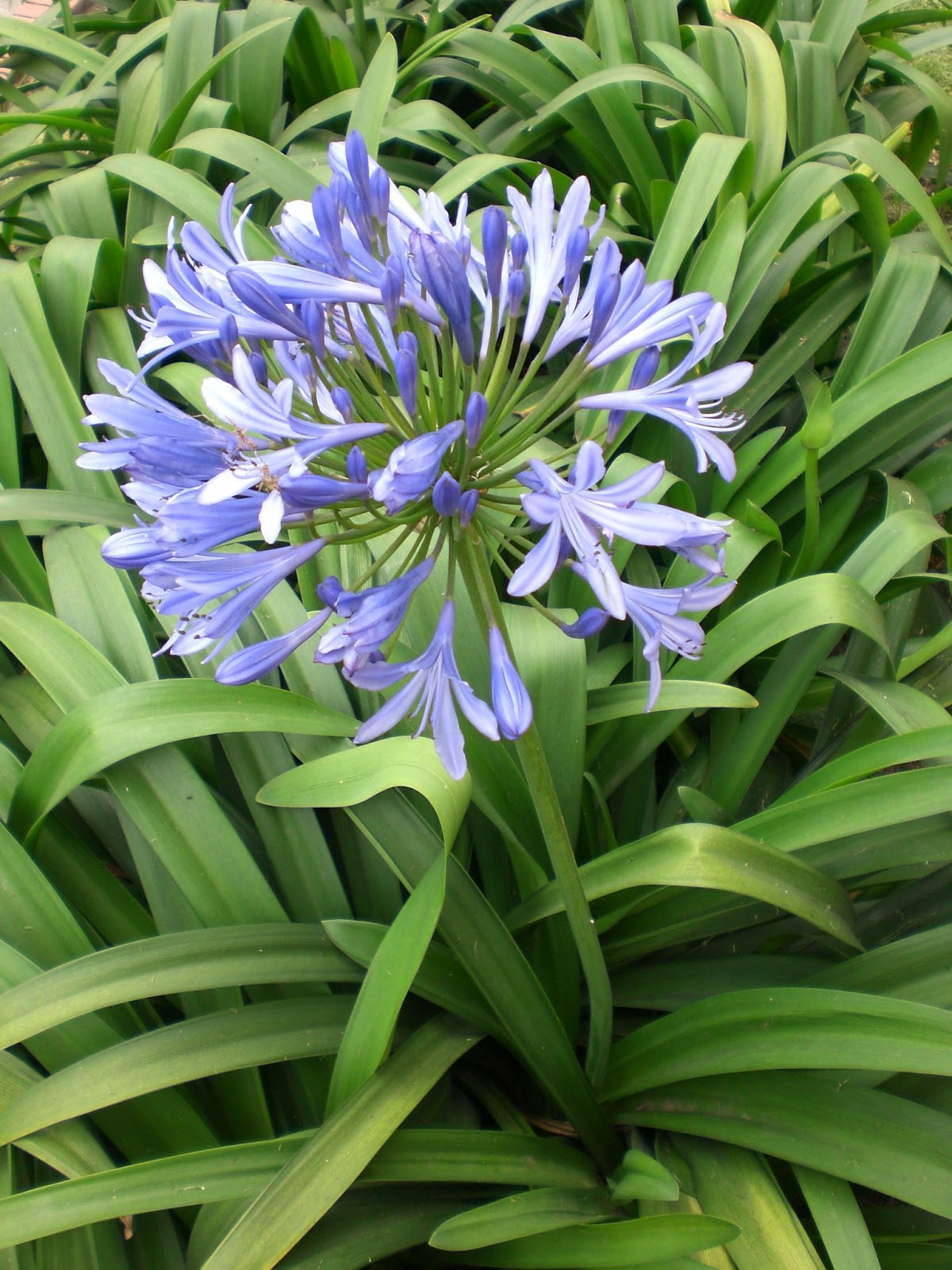 Agapanthus azul | Flores colombia