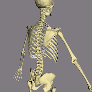 Academic Software Blog: BoneLab