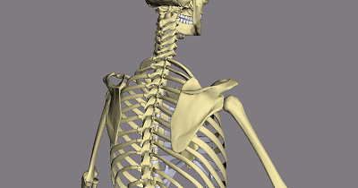 Academic Software Blog: BoneLab