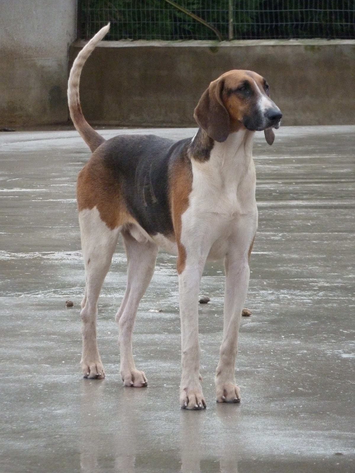 Staghounds: An Amboise Surproise...