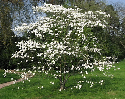 Cornus florida o Cornejo florido- Descripción, cultivo y cuidados