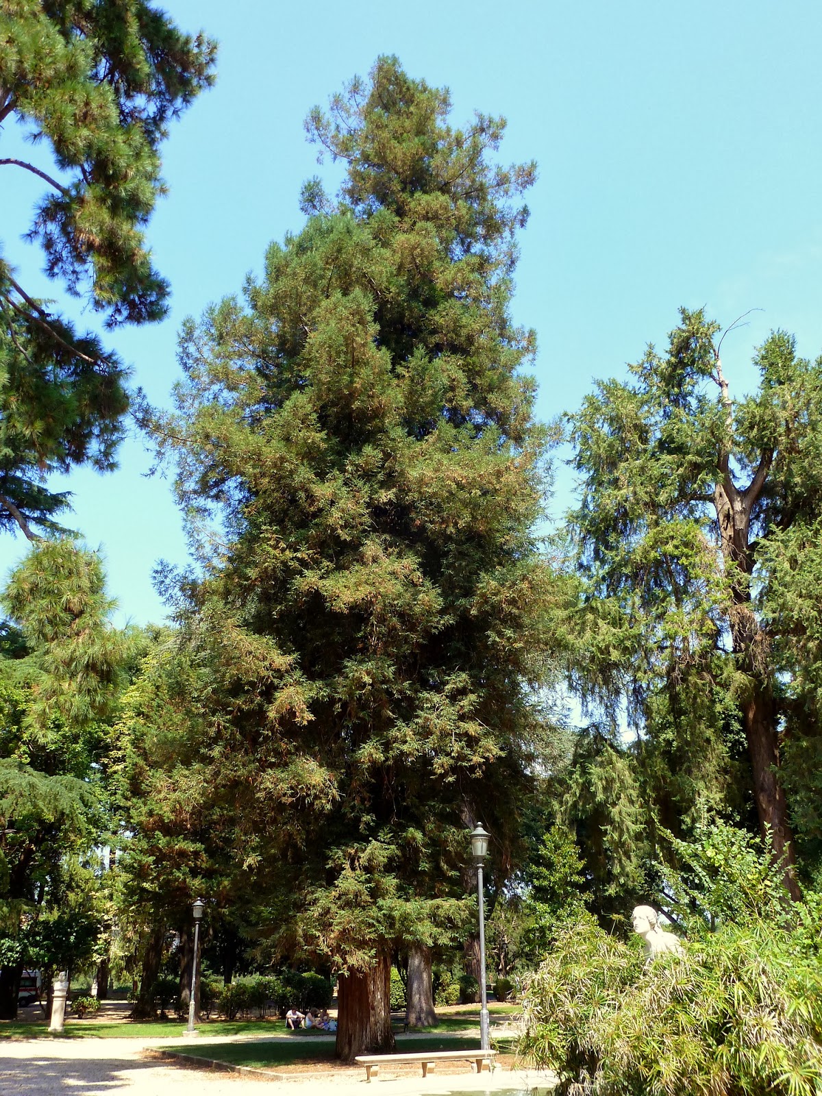 Árboles con alma: Sequoya roja. (Sequoia sempervirens)