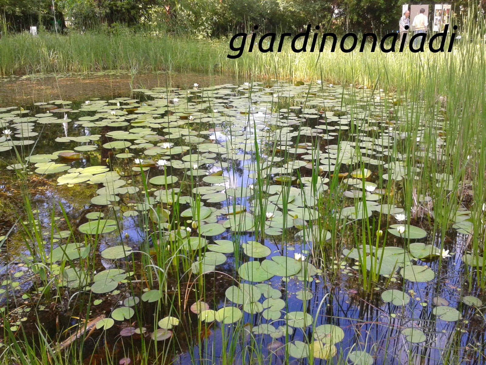 Il giardino delle Naiadi: ORCHIS LAXIFOLIA, LA RARISSIMA ORCHIDEA PALUSTRE