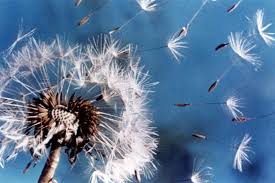 Botánica Básica : Diseminación de las semillas