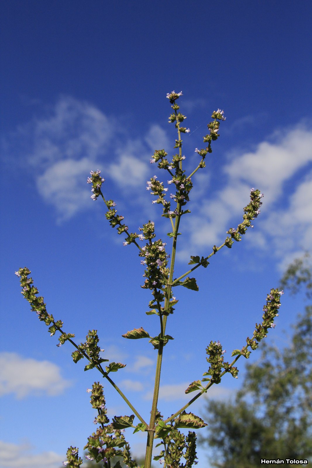 Flora Bonaerense: Yerba del lucero (Hyptis mutabilis)