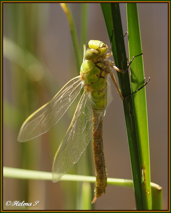 Helma's natuurfoto's: Pasgeboren keizerlibellen....