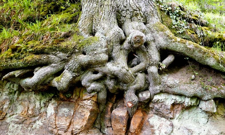 CABINET OF CURIOSITIES: The amazing hidden world of tree root systems