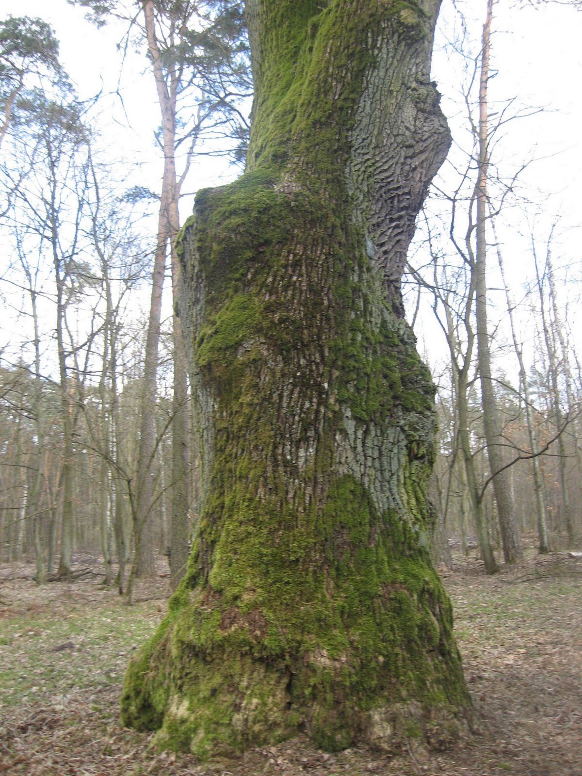 Moja Słowiańska Filozofia | Wiara Przyrodzona Słowian, Poganie, Moja ...