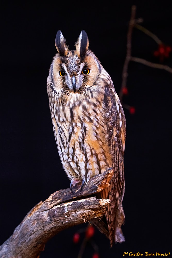 Fotografía de Naturaleza - JM Gavilán: Búho chico (Asio otus)