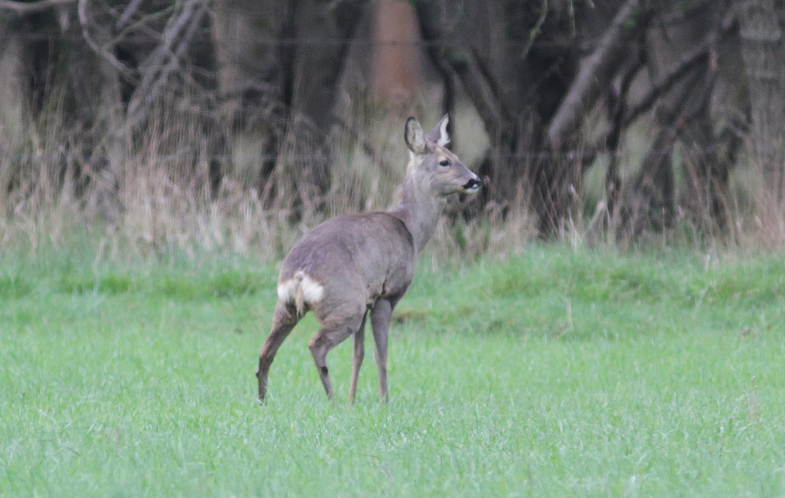 Non-Stop Birding: Deer Identification
