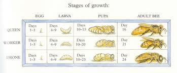 two more bees: Apis Mellifera