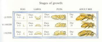 two more bees: Apis Mellifera