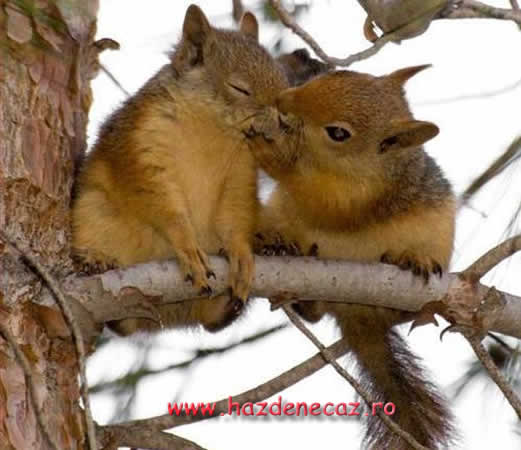 Imagini comice cu animale: Animale Poze / Imagini hazlii 408 - cele mai ...