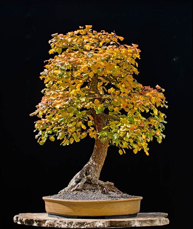 Walter Pall Bonsai Adventures: wild pear #1