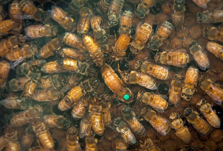Pacific Science Center Life Sciences: Busy Bees