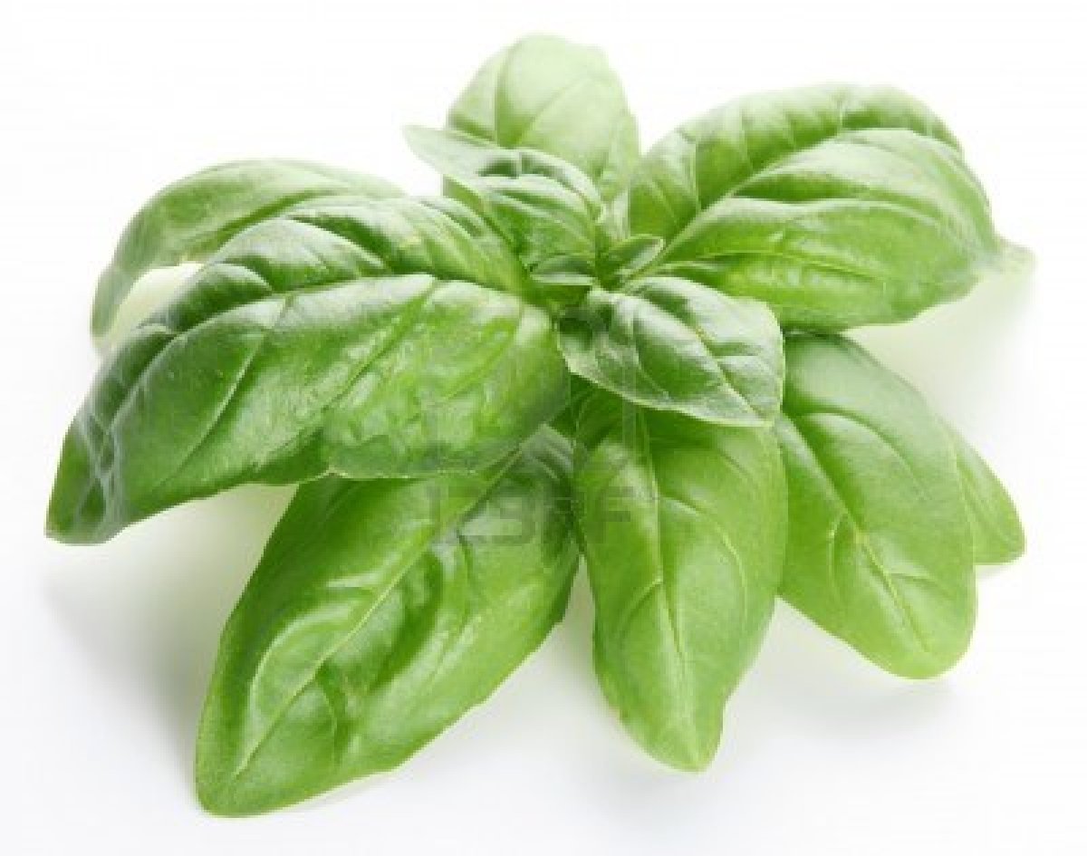 Four Letter Bird: Herb Spotlight: Basil, Ocimum basilicum