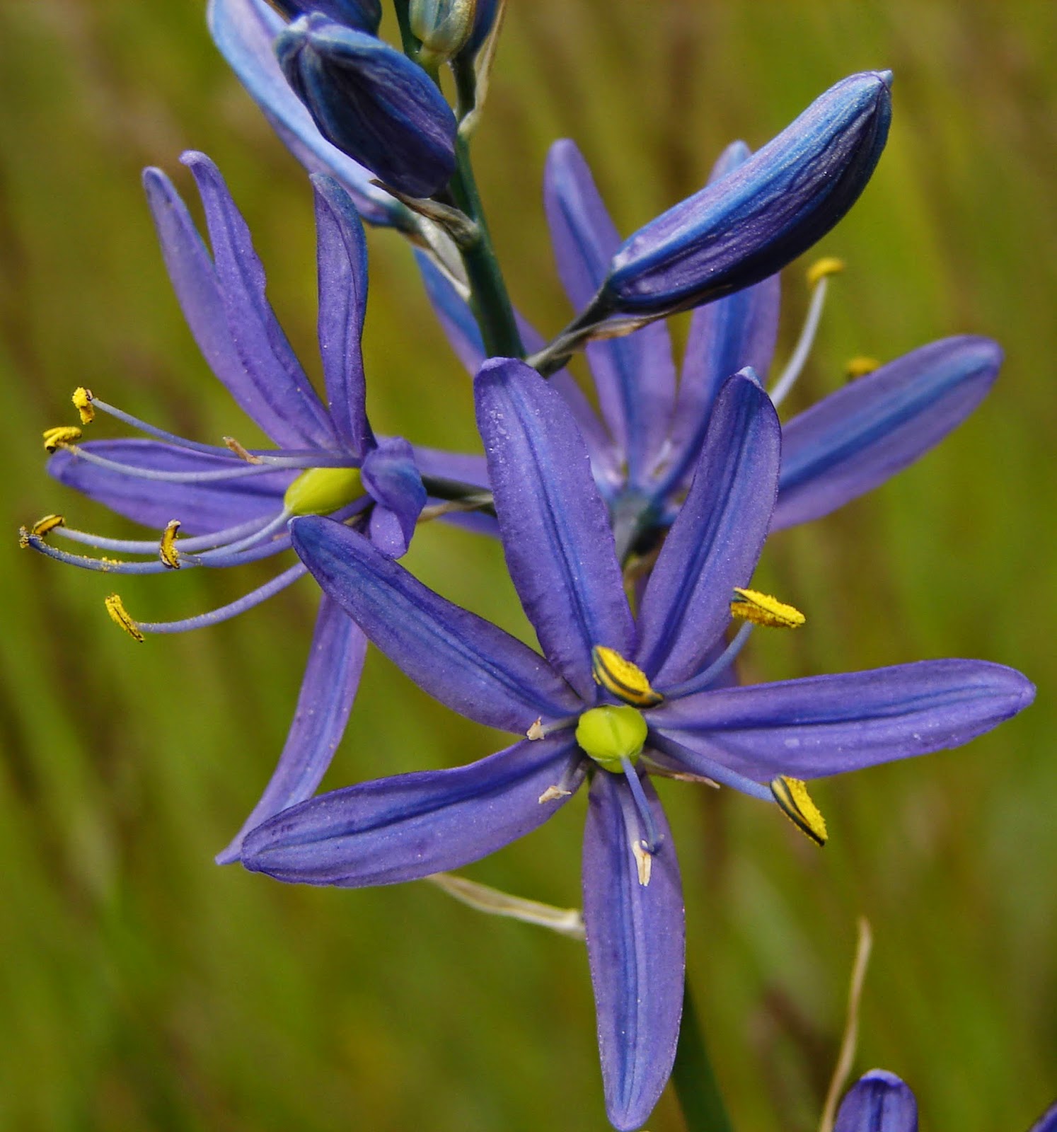 Slatsz' plant photo-biography: Camassia quamash, blue camas, Indian ...