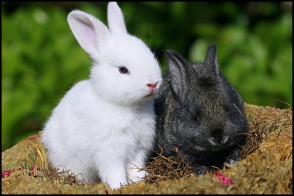 Bailey's Buddy: Rabbit, Rabbit