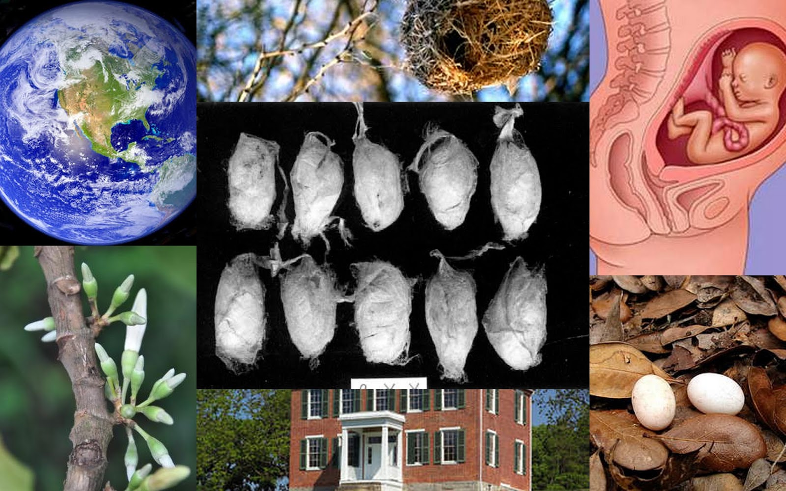 ESSANG: The Cocoon Series