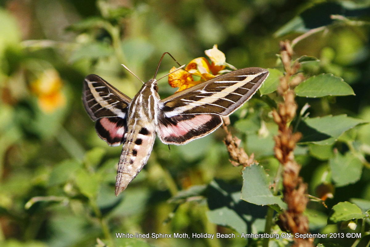Nerdy for Birdy: White-lined Sphinx Moth
