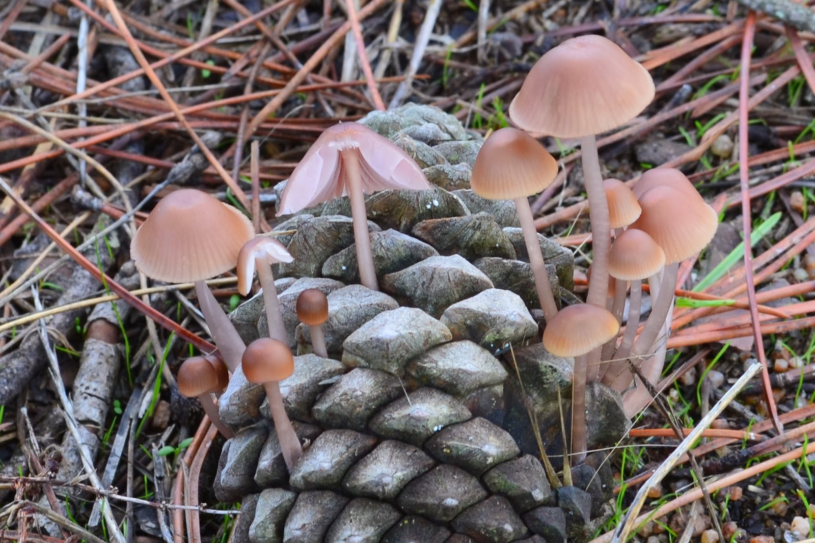 Setas Extremadura : Mycena Seynii
