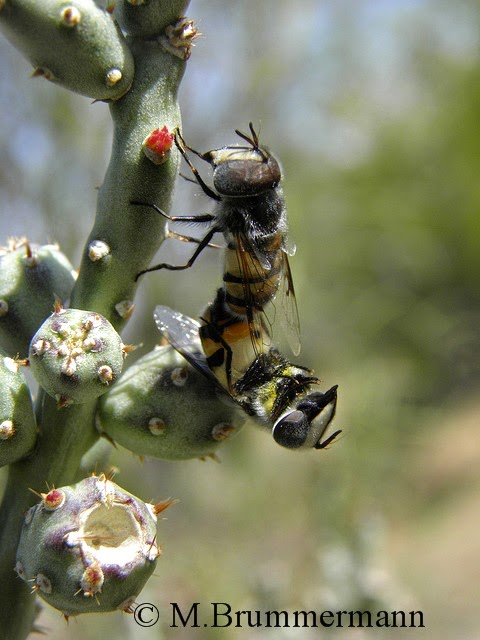Arizona: Beetles, Bugs, Birds and more: Hover flies of the desert SW ...