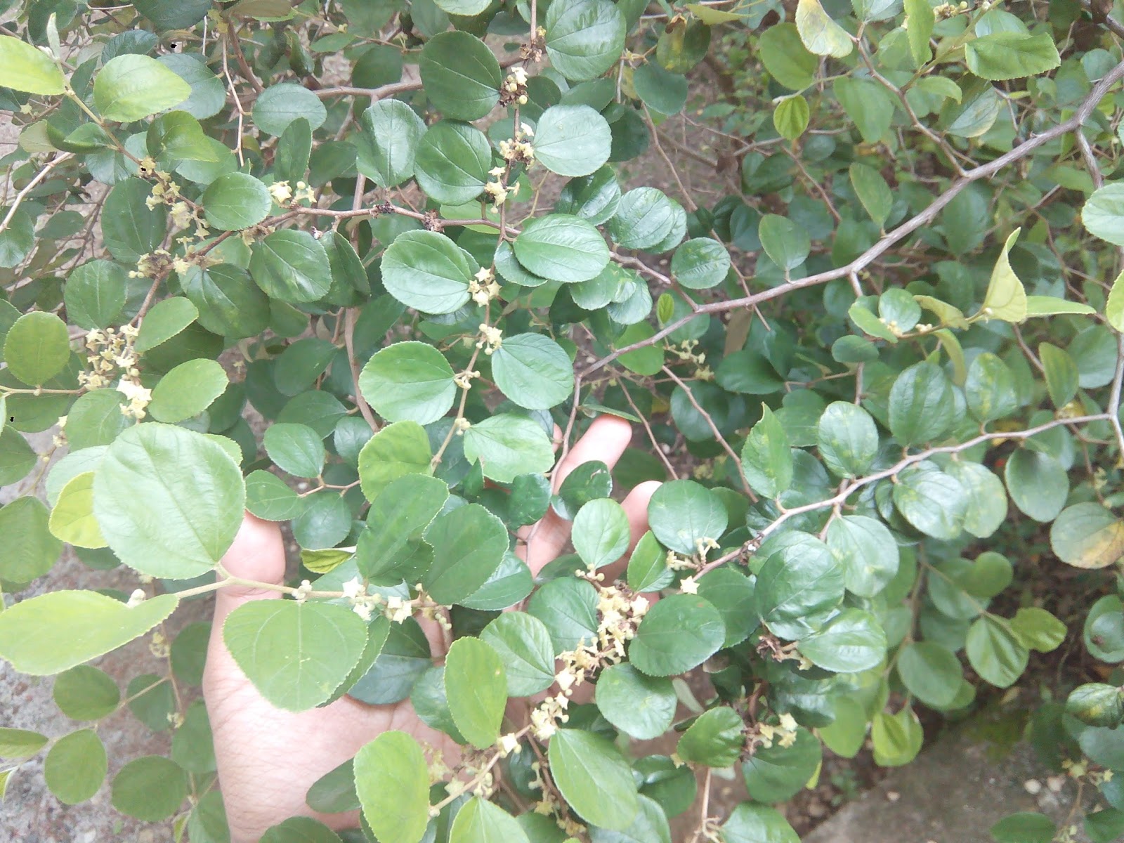 CINTA ISLAM: DAUN BIDARA atau WIDARA (Ziziphus mauritiana)