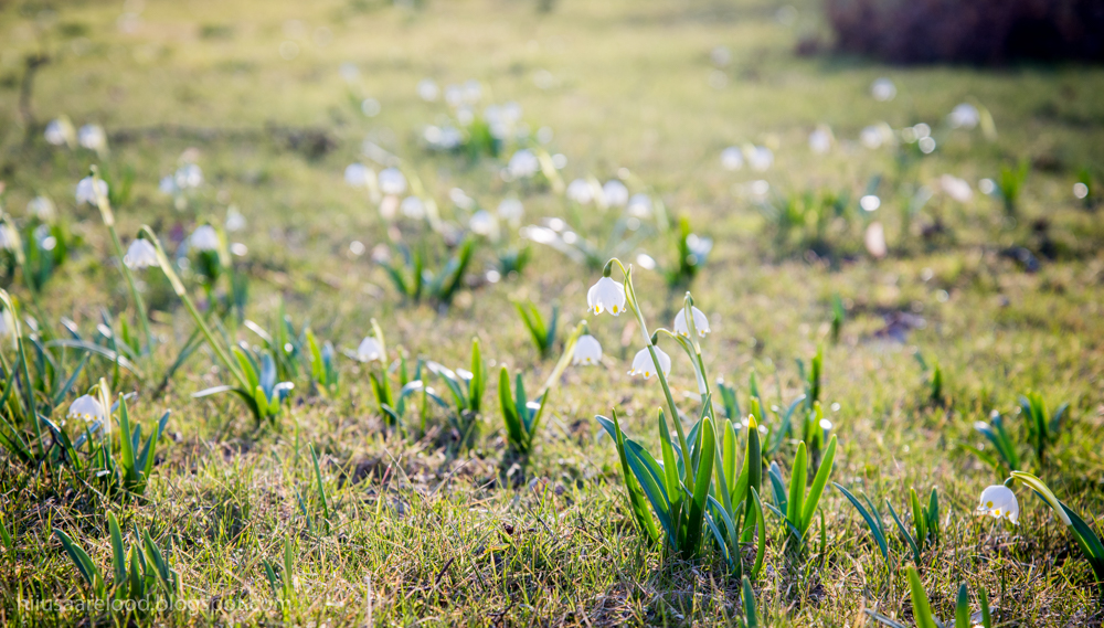 pealkirjata: kevad kevad