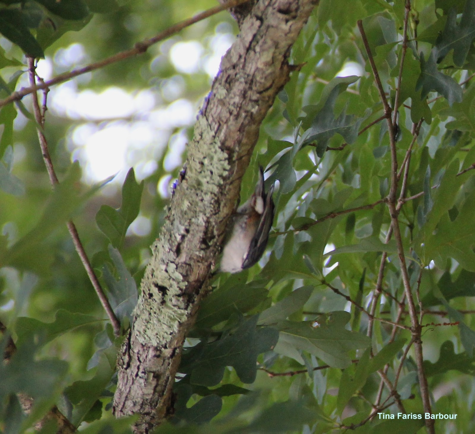 Bringing along OCD . . . : Nature doesn’t procrastinate