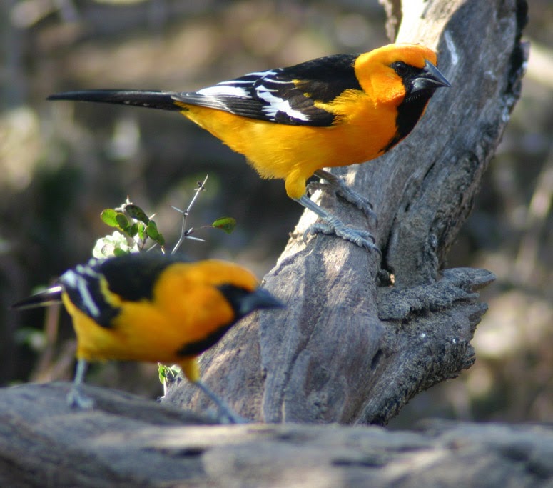 Altamira Oriole