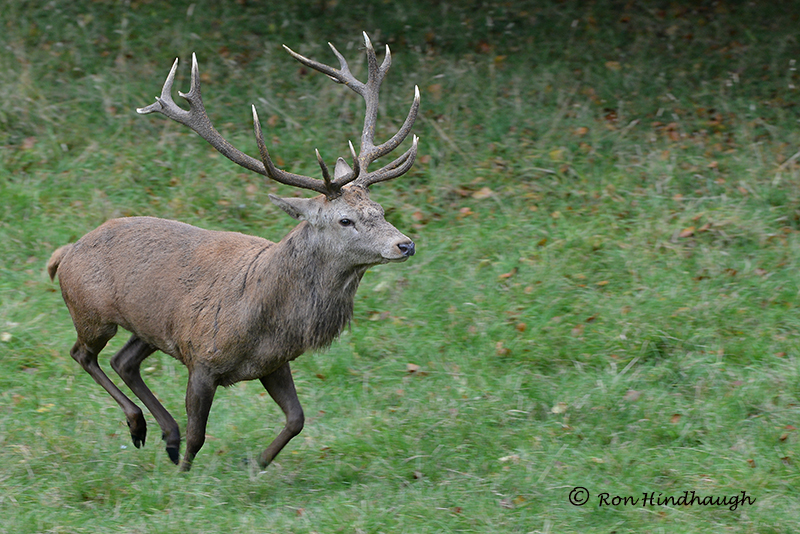notmanywords: The Red Deer rut……
