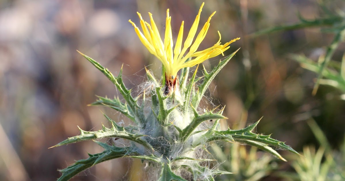 Menuda Natura: Carthamus lanatus L.