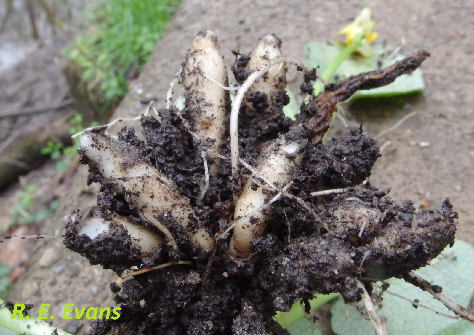 NC Plant Conservation & Beyond