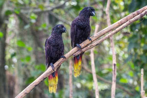 6 Jenis Burung Nuri Asli Indonesia yang Bercorak Indah - Budgie Bird