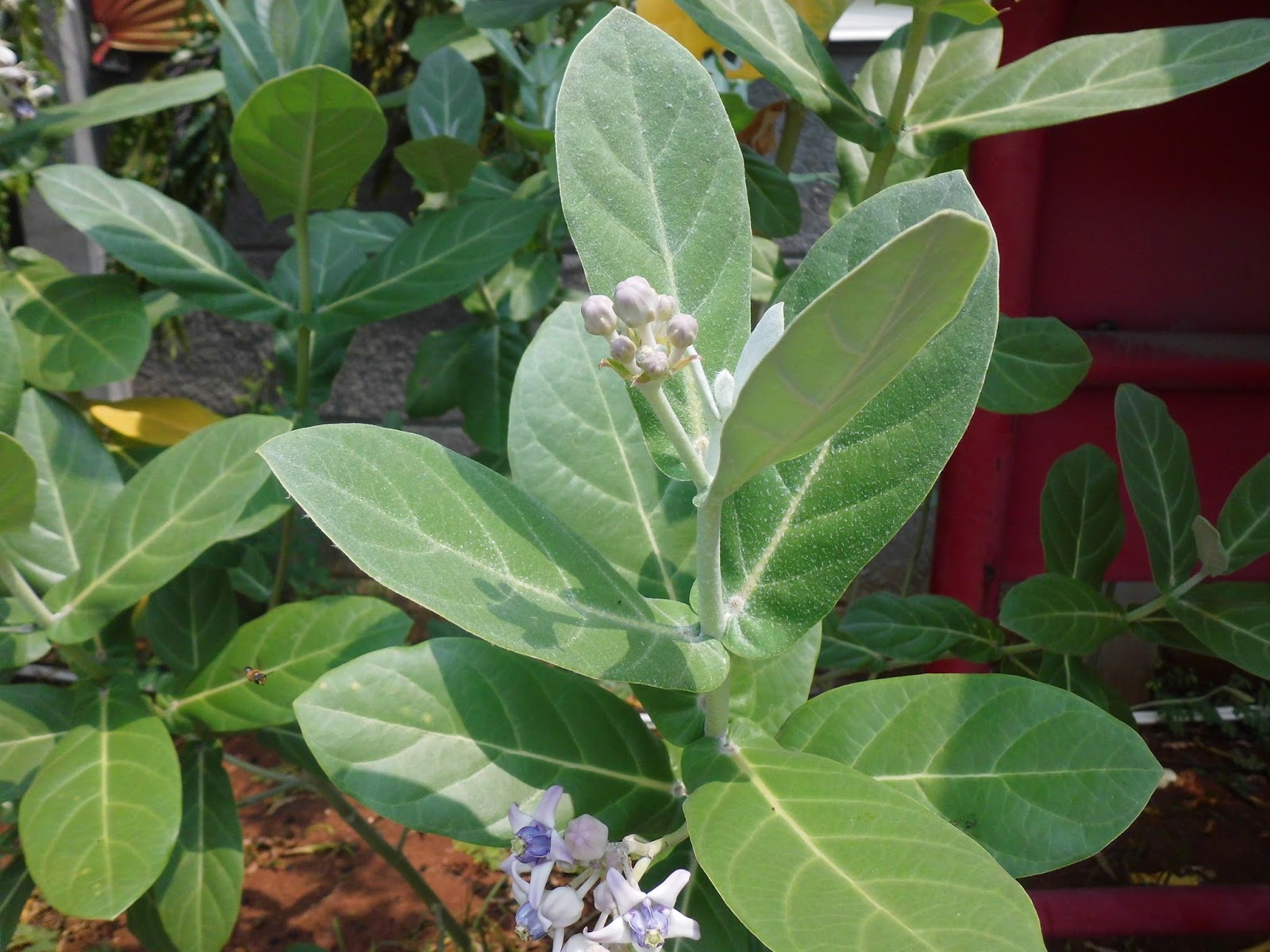 Widuri (Calotropis Gigantea Crown Tree)