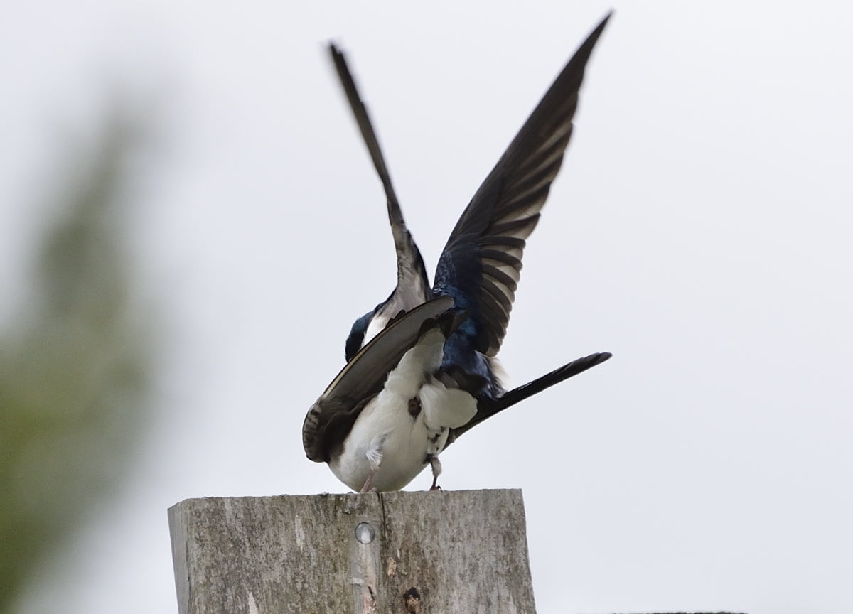 Katahdin, The Maine North Woods and Florida: Tree Swallows setting up ...