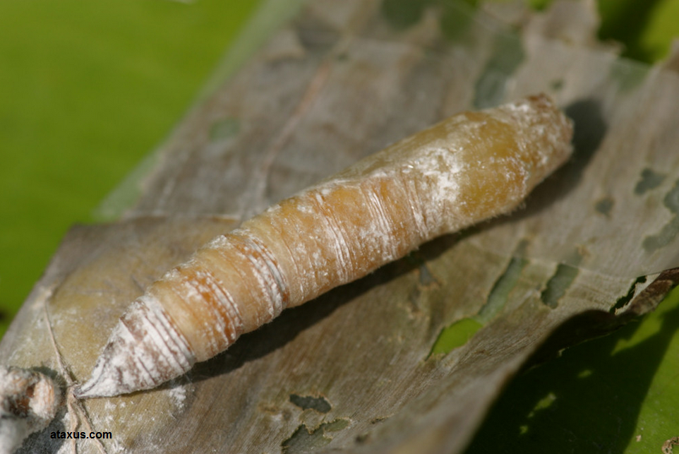 Cara Budidaya Ulat Bumbung - Cara Budidaya
