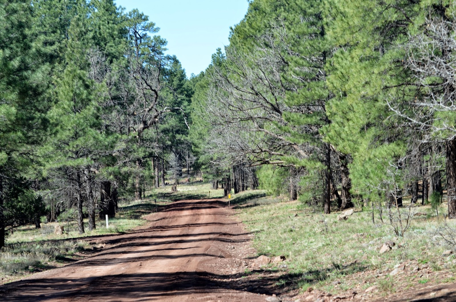 good-times-rollin: Who is Schnebly?