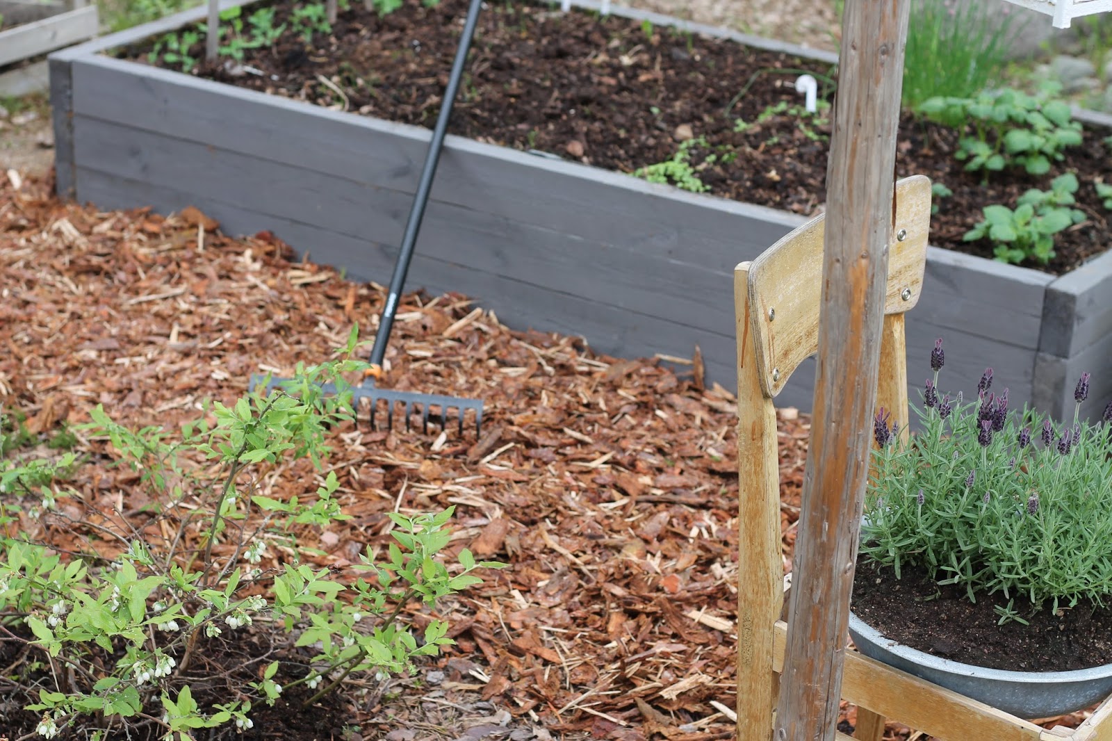 k o t i p o r s t u a: Meidän pieni kasvimaa