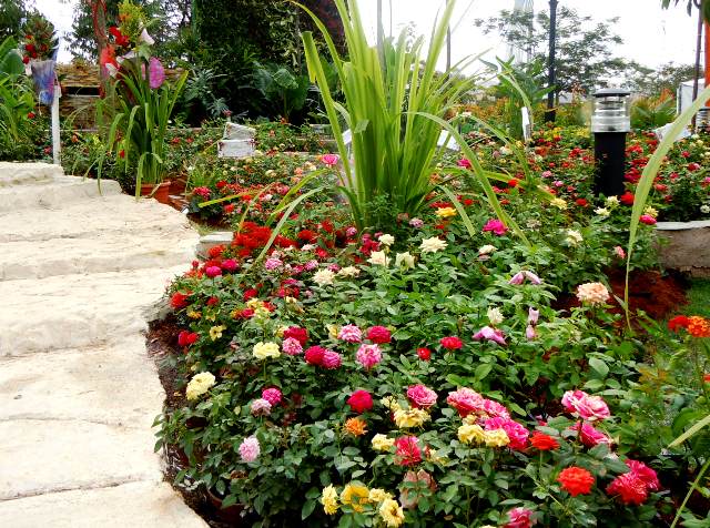 MPV LANDSKAP DAN NURSERI: ROS TETAP MENJADI PILIHAN...