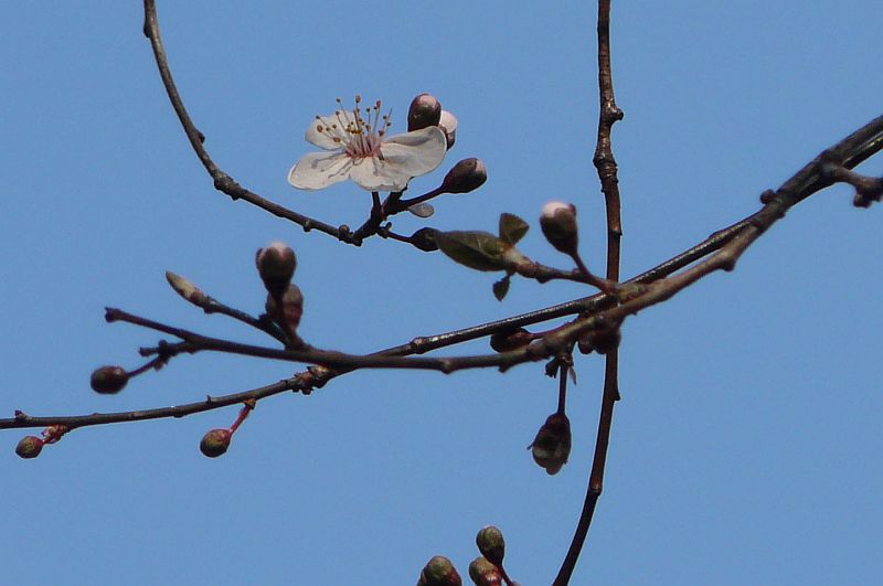 Cal Pepet del Xica, un jardí urbà al Prat de Llobregat: de febrer 2013
