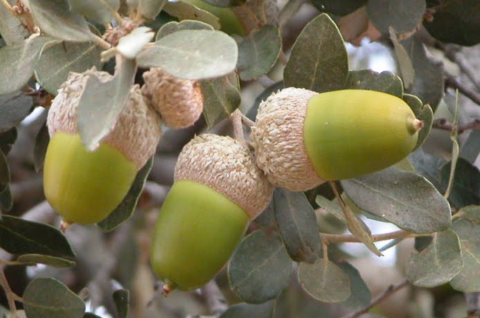 Guadamatilla: La producción de bellota en encinas de Los Pedroches